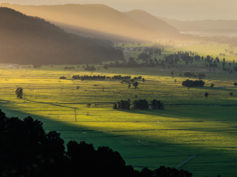 Premium New Zealand Maimoa Lamb by ANZCO Foods | Maimoa Lamb