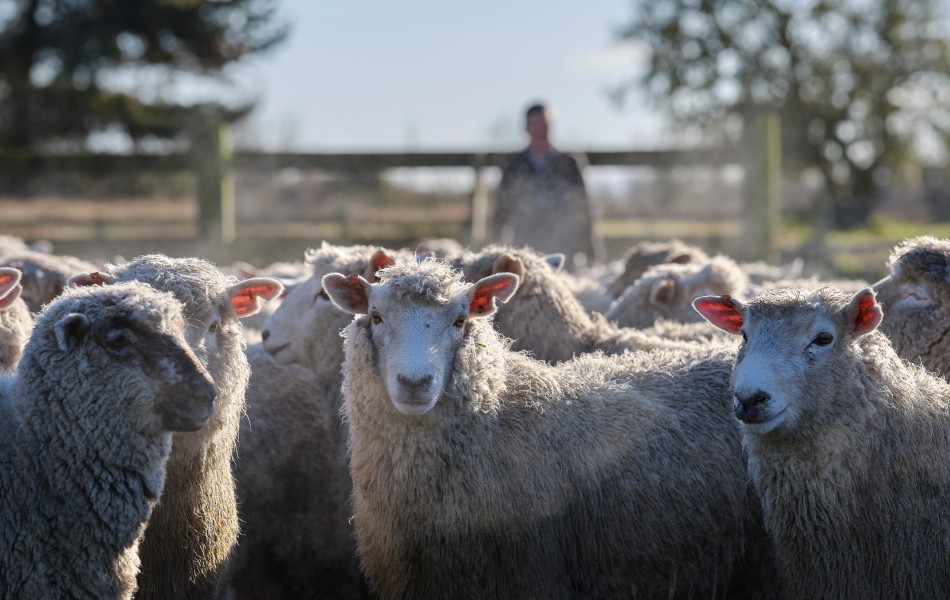 Maimoa lamb, the best of New Zealand lamb on a plate | Maimoa Lamb